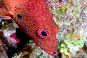 Strawberry (Red Hind) Grouper (Epinephelus guttatus) | Caribbean Tropicals