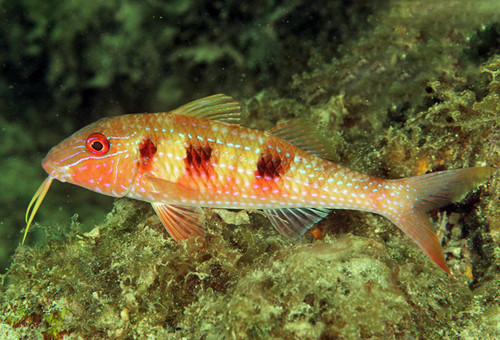 Spotted Goatfish (pseudupeneus maculatus) | Caribbean Tropicals