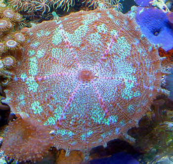 Umbrella Mushroom (Discosoma neglecta) | Caribbean Tropicals