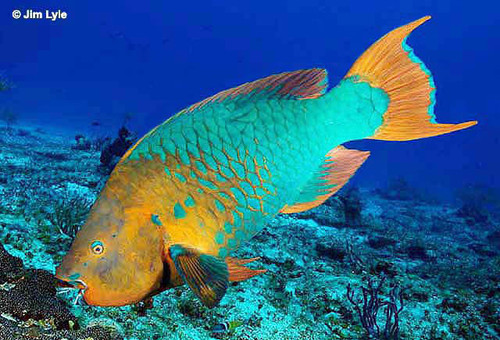 Rainbow Parrotfish (Scarus guacamaia) | Caribbean Tropicals