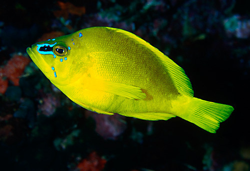 Golden Hamlet (Hypopectrus gummigutta) | Caribbean Tropicals
