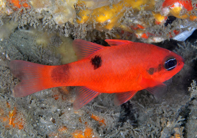 Cardinals, Squirrels and Jawfish | Caribbean Tropicals