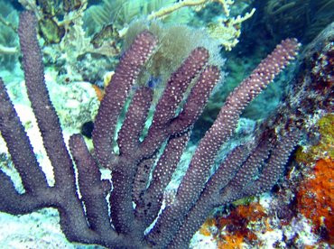 Black Sea Rod Gorgonian | Caribbean Tropicals