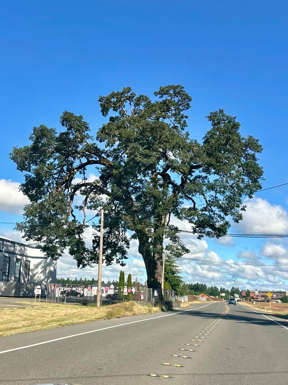 News | Davis-Meeker Garry Oak