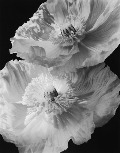 LIFE ライフ｜写真家西村陽一郎HP｜Japanese Photographer Yoichiro Nishimura HP