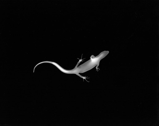 Photogramフォトグラム｜写真家西村陽一郎HP｜Japanese Photographer｜Yoichiro Nishimura HP