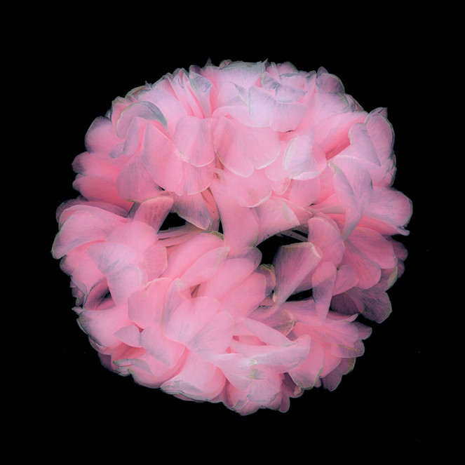 Scangramスキャングラム｜写真家西村陽一郎HP｜Japanese Photographer Yoichiro Nishimura HP