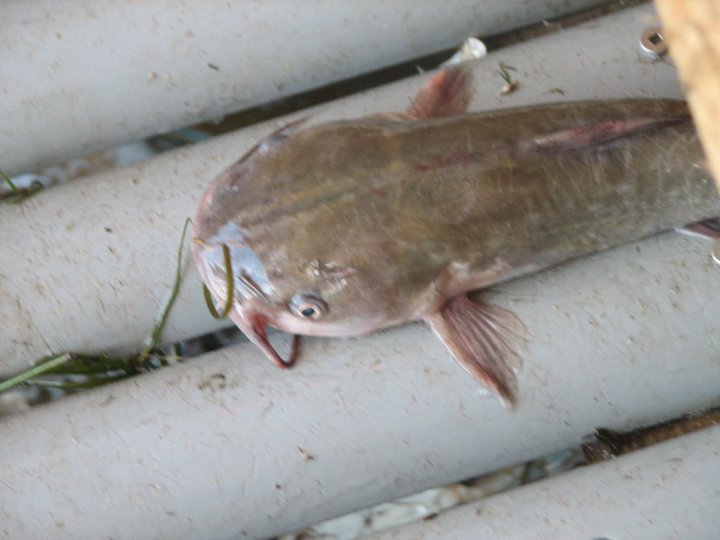 Crabs | Waterman's Pride | United States