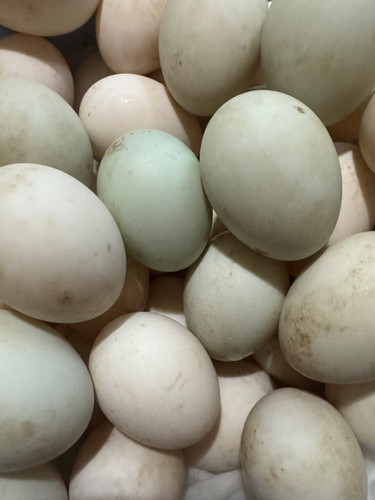 Ancona Duck Hatching Eggs-SOLD OUT | DreamWinds Farm