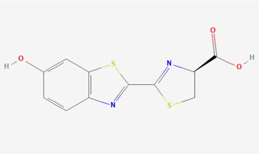 Illuminating the Luminescent Luciferins