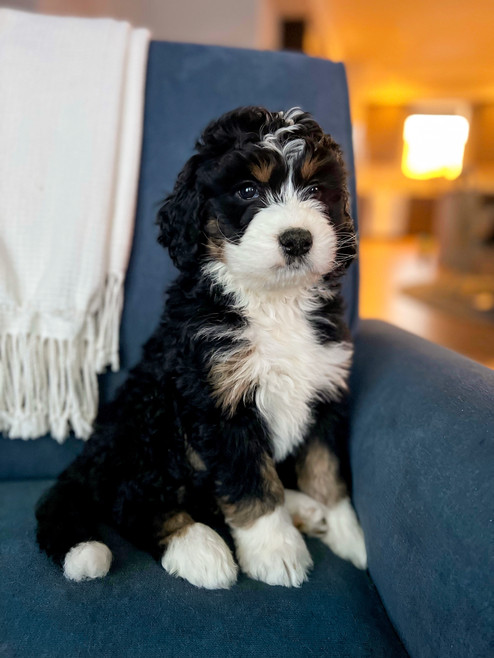 Available Puppies | Best Quality Doodles