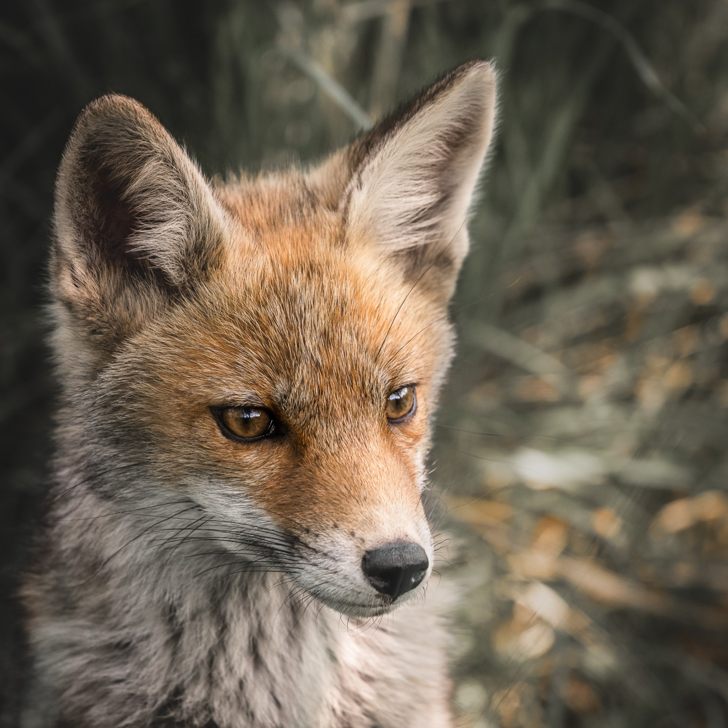 Agenda | Pixie Photography