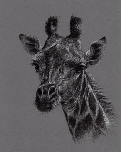 Charcoal Drawing of a Giraffe | Richard Macwee