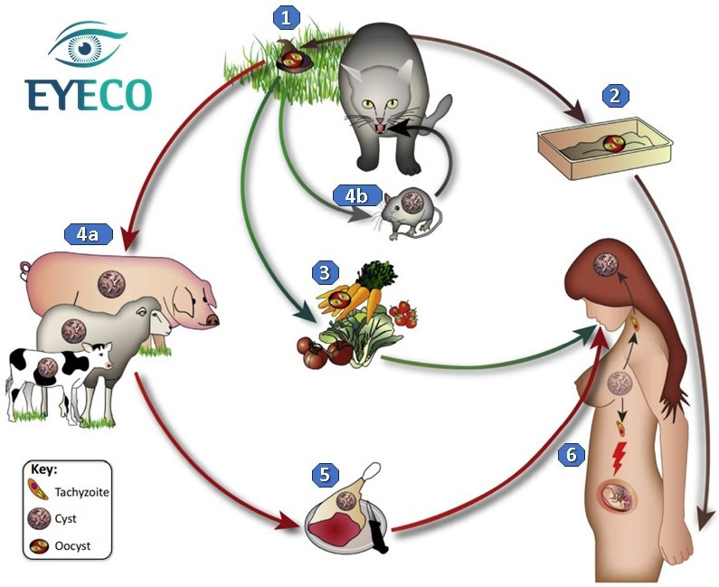 Toxoplasmose Ocular: Tudo o que você precisa saber!