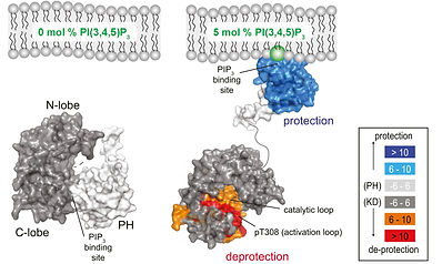 Small molecule and substrate binding | My Site
