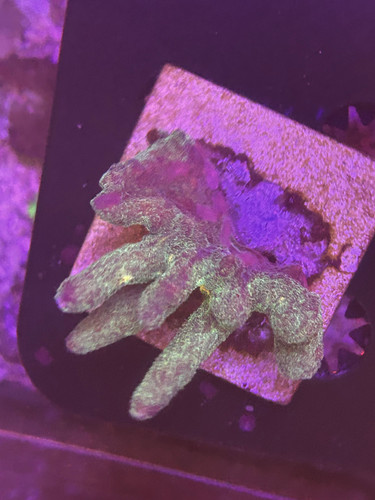 Pectinia frag WYSIWYG | Umi Corals
