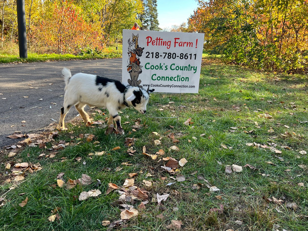 MOBILE ZOO | Cook Country Connect