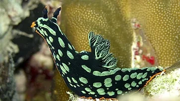 Marine Biology II : Invertebrates | Nature & Oceans Adventures