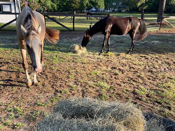 Home | All American Farm