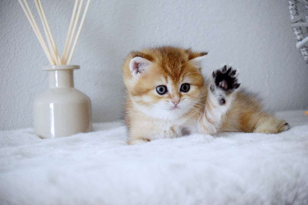 Available Kittens | Happy BRI