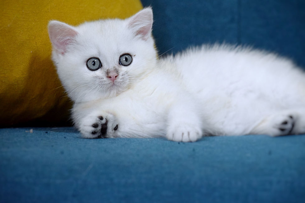 Available Kittens | Happy BRI