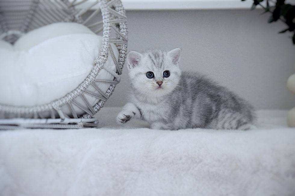 Available Kittens | Happy BRI