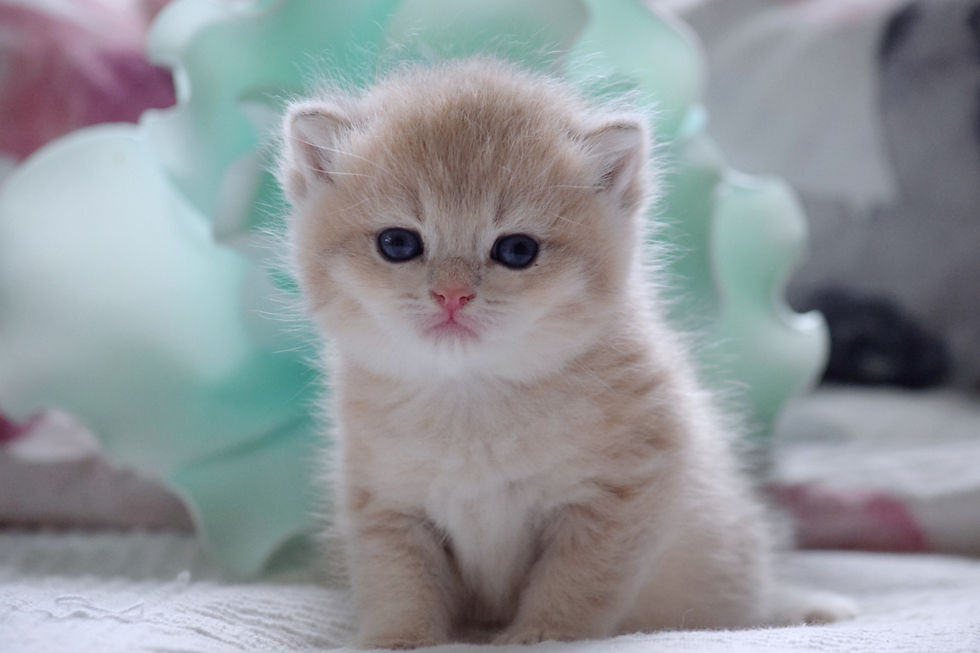 Available Kittens | Happy BRI