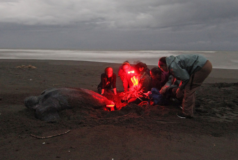 How To Save The Sea Turtles | Learn & Act