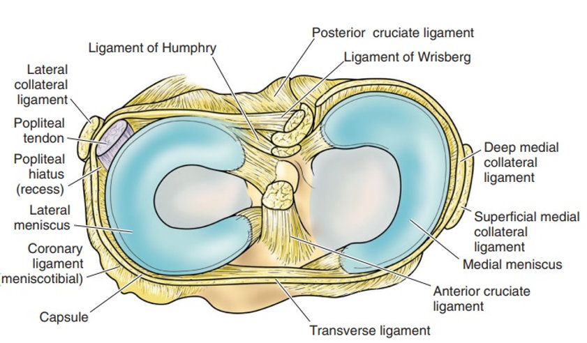 Knee: Meniscus