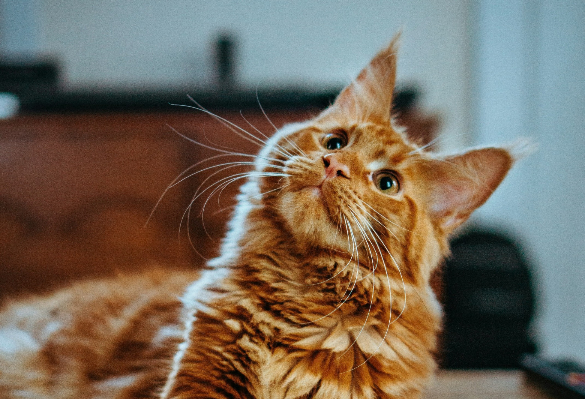 Save the Garfields | rescue