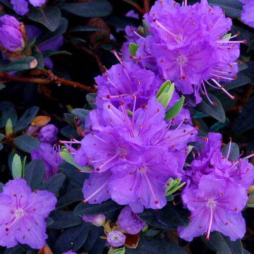 Rhododendron Ramapo 3L PURPLE (Alpine Dwarf) | Sunnyside Nursery