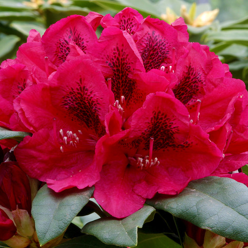 Rhododendron Lord Roberts 7.5L RED (Hardy Hybrids) | Sunnyside Nursery