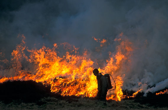 heather burning regulations