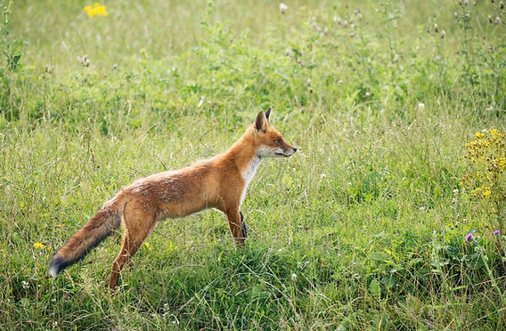 red fox predators uk