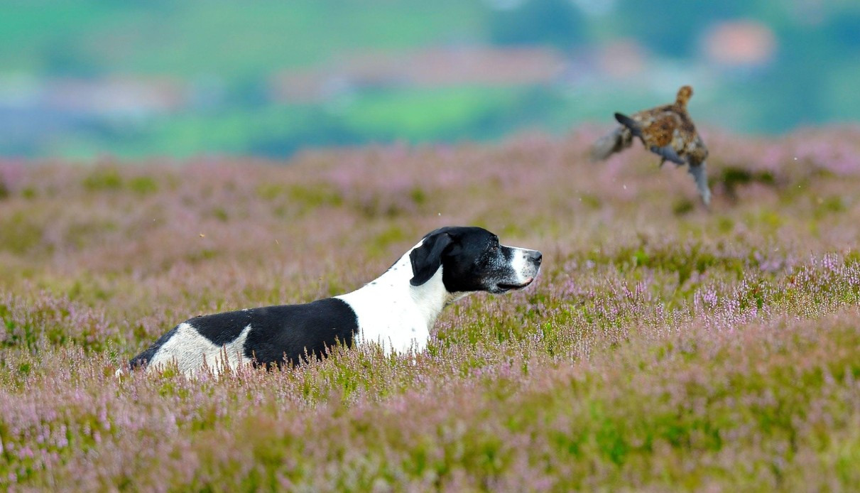 False Claims, Ignored Evidence: The Real Story of Yorkshire’s Moors