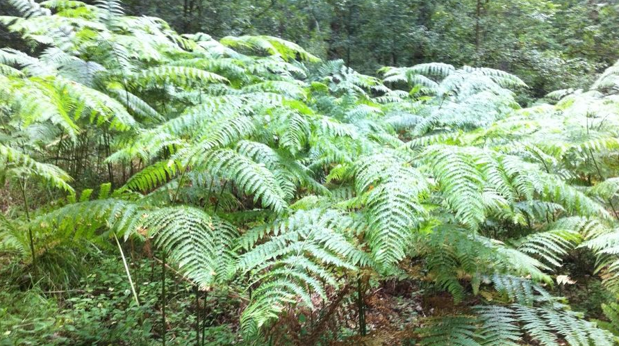The Problems Caused by Bracken