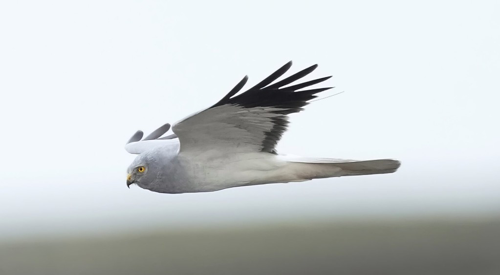 Hen Harrier Recovery Ignored as RSPB Pushes Misleading Claims: Our ...