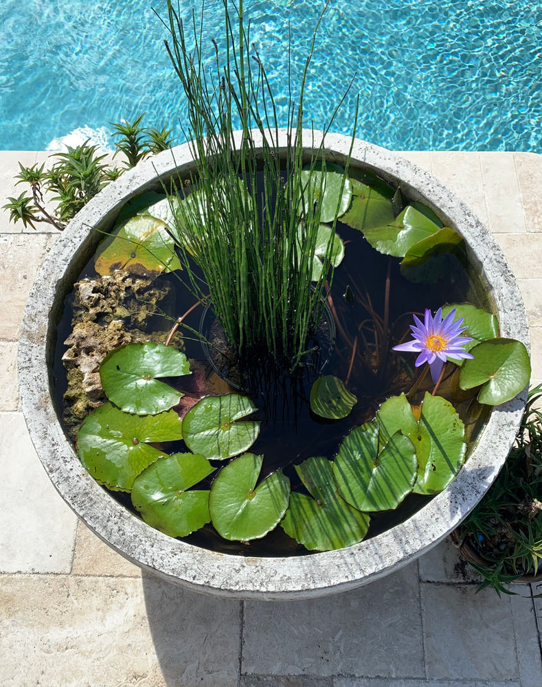 How to Build a No-Dig, Pump-free Pond