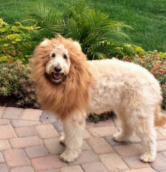 TYPES OF DOODLE HAIRCUTS