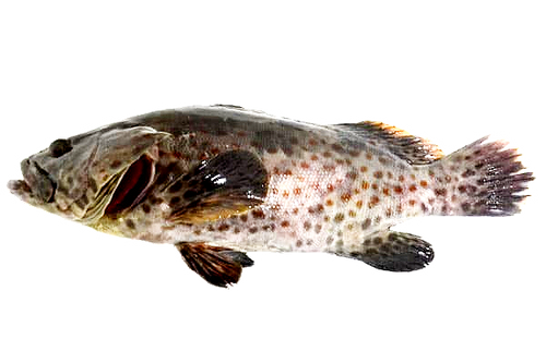 Kerapu Frozen (Utuh / Whole Round) Size 800 Gr Up | Seabika