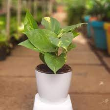 Marvel Money Plant | Buy Marble Foliage Indoor Plant Online