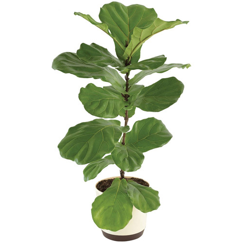 Fiddle Leaf Fig | Karat Farms | Bangalore