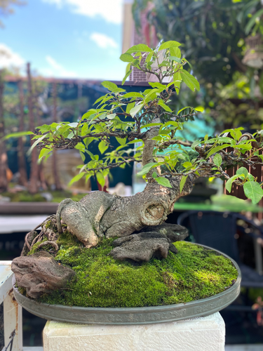 Cluster fig Bonsai- Japanese pot (Sung Việt Nam) | HP Succulents Bonsai