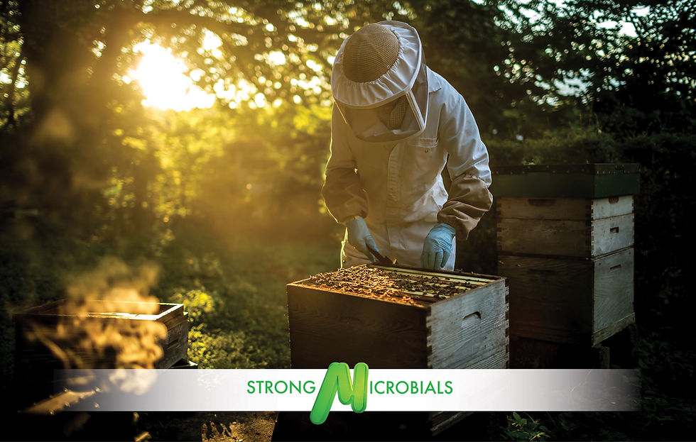 Setting up an Apiary: Key Considerations for Maximizing Efficiency