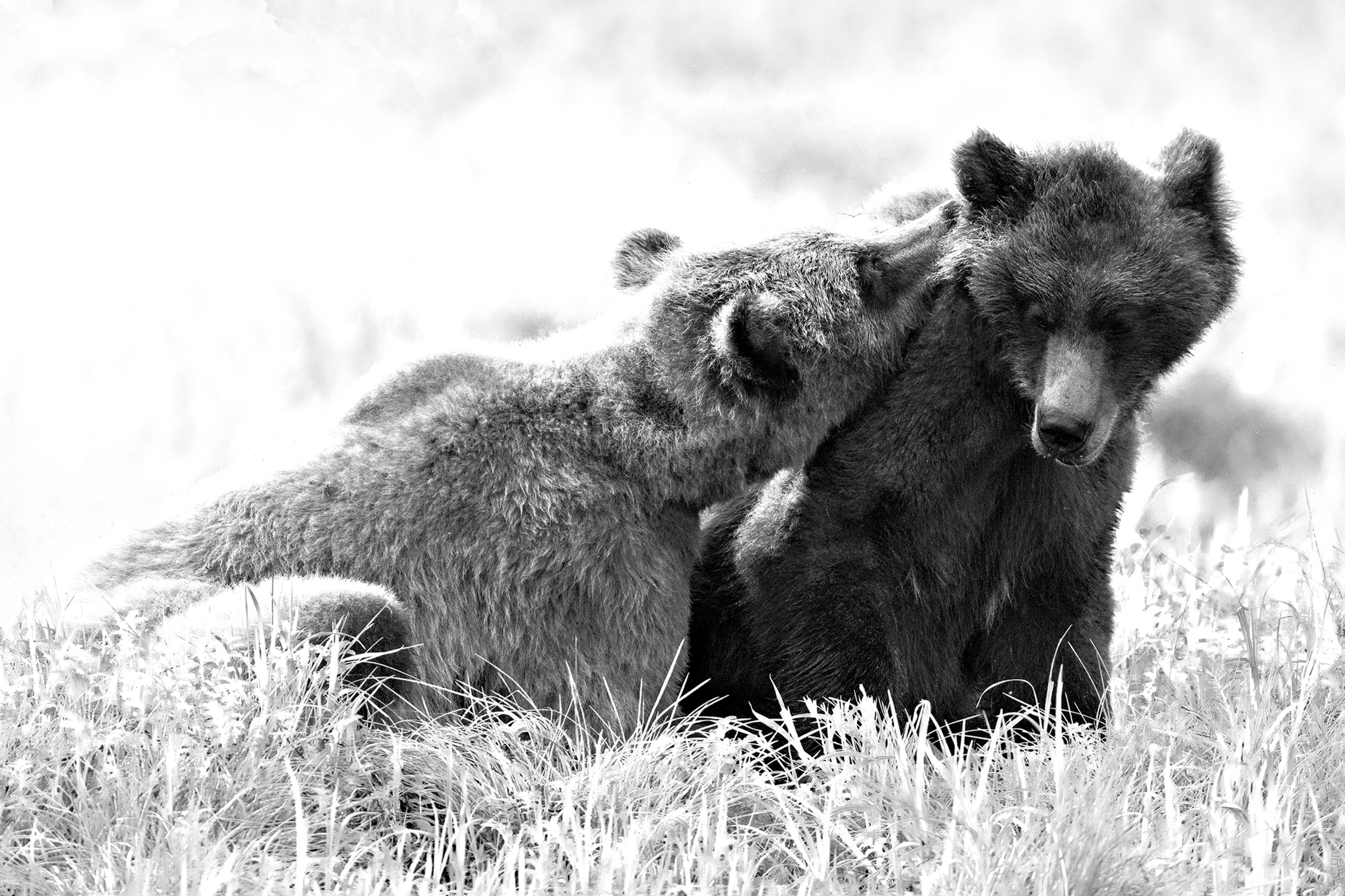 Wildlife Photography Workshops | Michelle Valberg