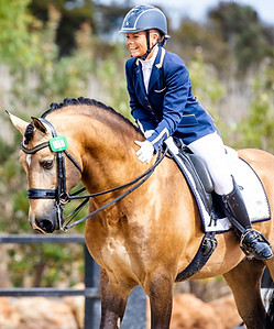 Stallions | Tora V Pre & Lusitano Stud