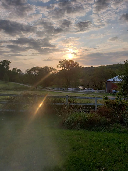Mini Highland Cattle | Singing Waters Ranch