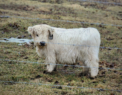 Mini Highland Cattle | Singing Waters Ranch
