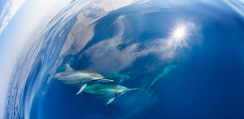 PLANET DOLPHIN. | Paul Hilton | Wildlife Photographer