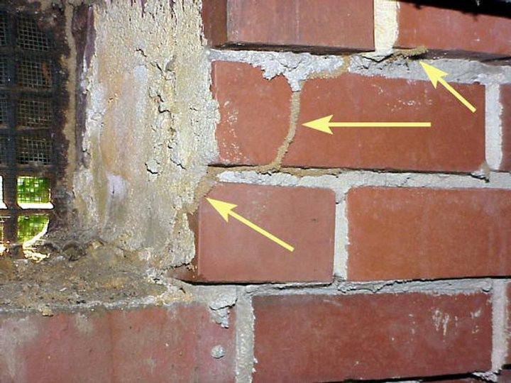 The Cost of Improper Termite Removal
